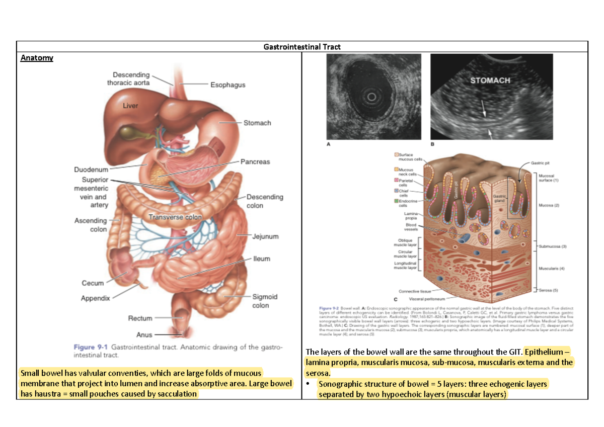 MEDS12002 11. Gastrointestinal Tract - **Gastrointestinal Tract Anatomy ...