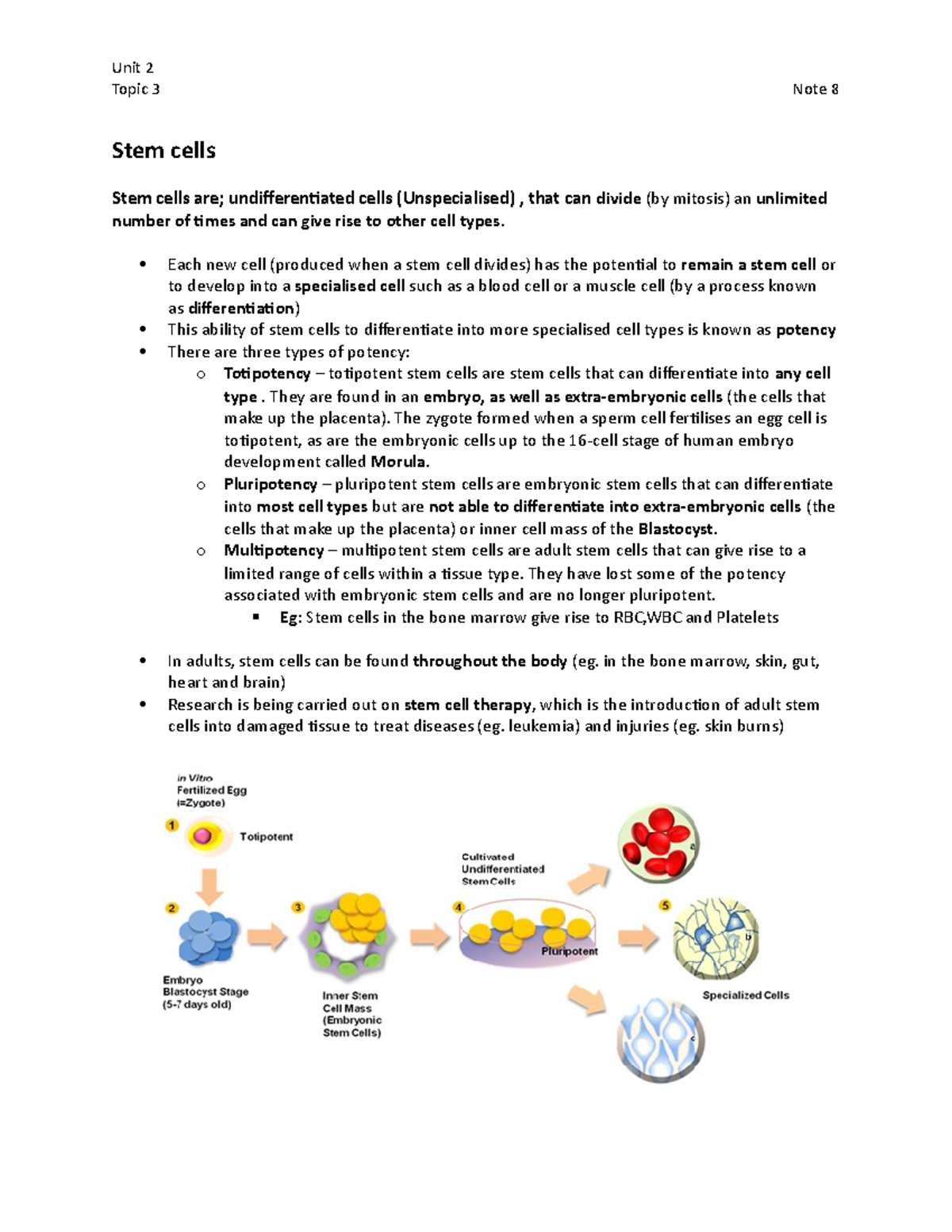 Note 8 Stem Cells - Alevels notes for biology - Topic 3 Note 8 Stem ...