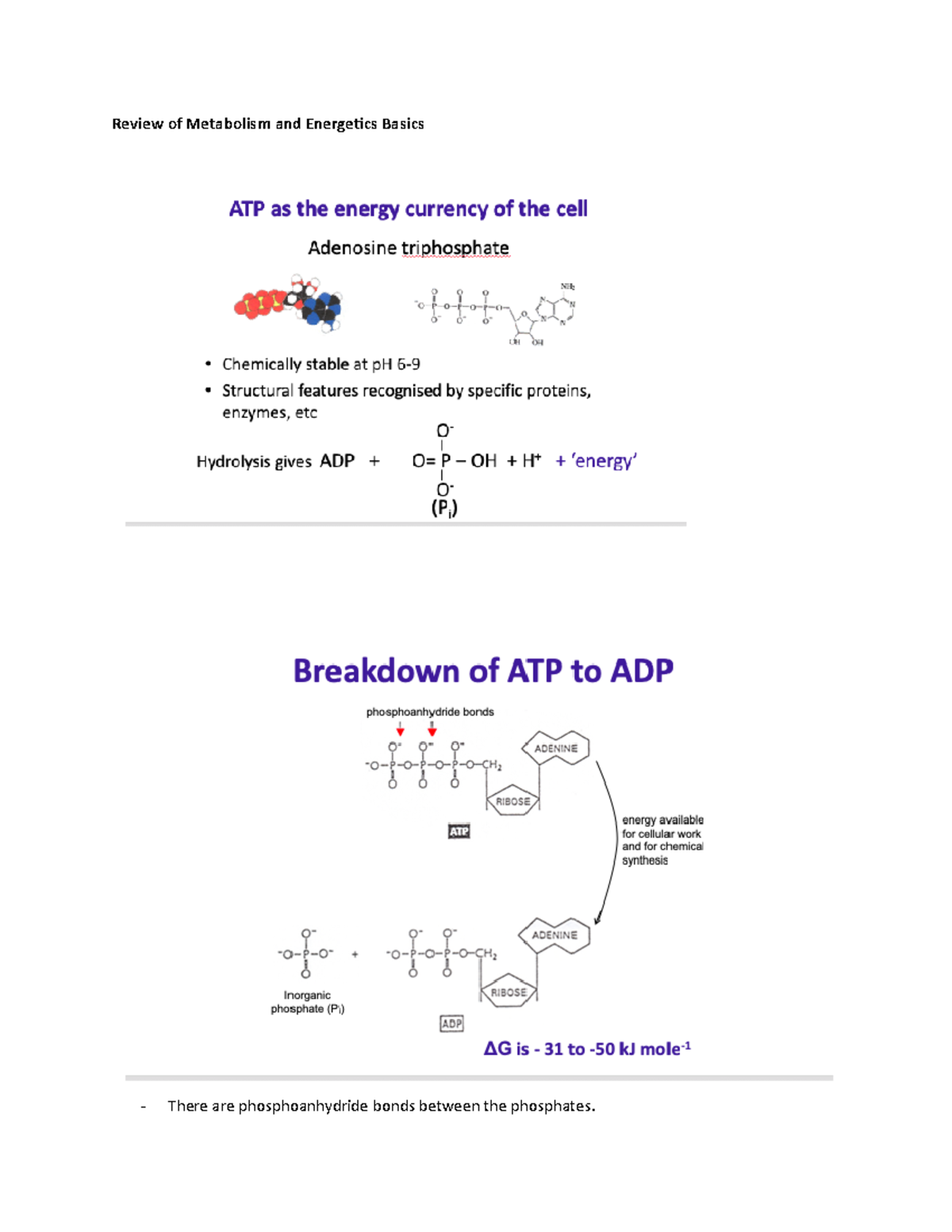 Review of Metabolism and Energetics Basics - When ATP is broken down ...