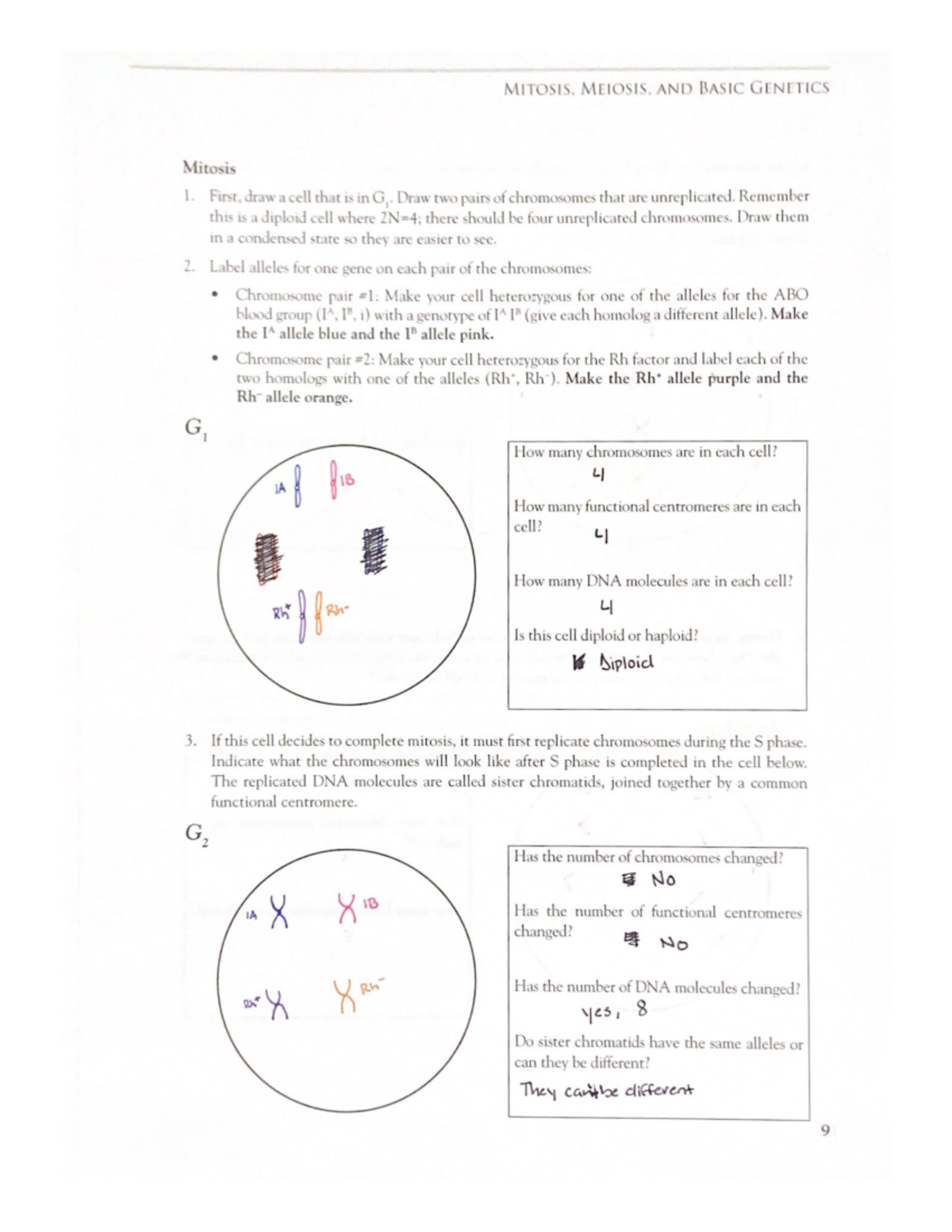 Mitosis, Meiosis. AND Basic Genetics - BIOL 332 - Studocu