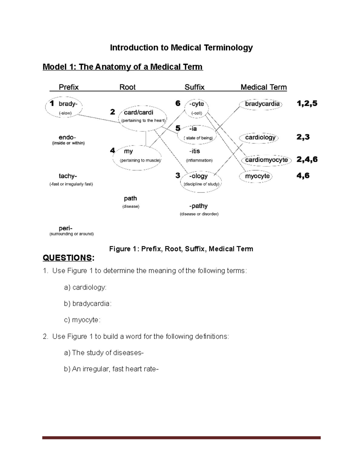 Medical-terminology-activity - Introduction to Medical Terminology ...