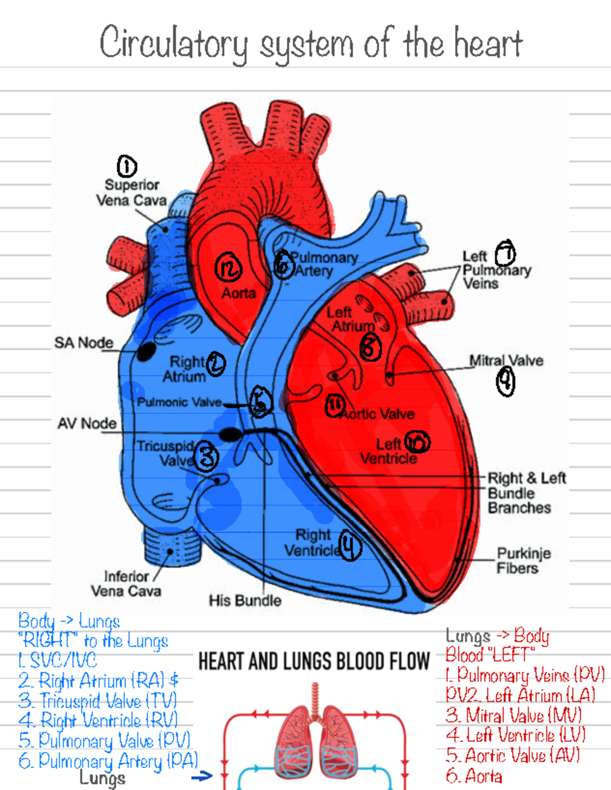 Med Surg Notes - The flow of the heart - Circulatory system of the ...