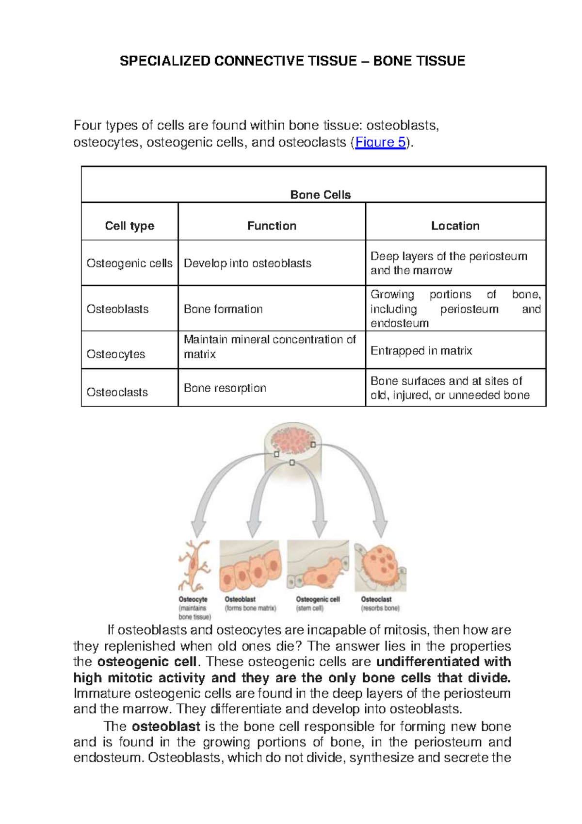 Bone Tissue - Lecture notes 3 - SPECIALIZED CONNECTIVE TISSUE – BONE ...