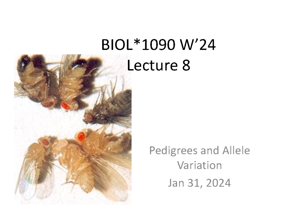 BIOL1090 Lecture 8-Allele variation - Pedigrees and Allele Variation ...