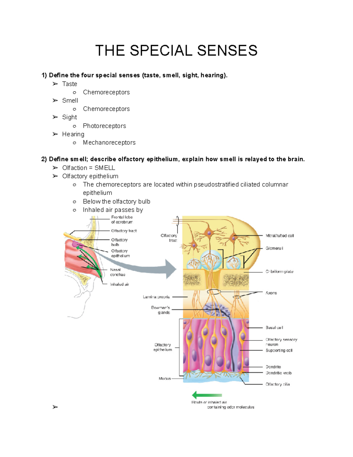 Anatomy Final Study Guide - THE SPECIAL SENSES Define the four special ...