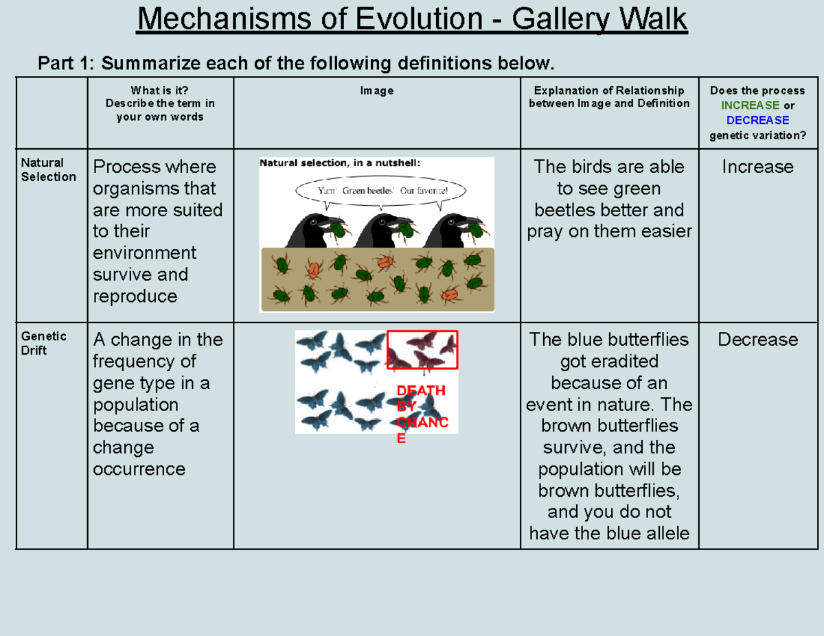 Mechanisms of Evolution - Gallery Walk- student.docx - Mechanisms of ...