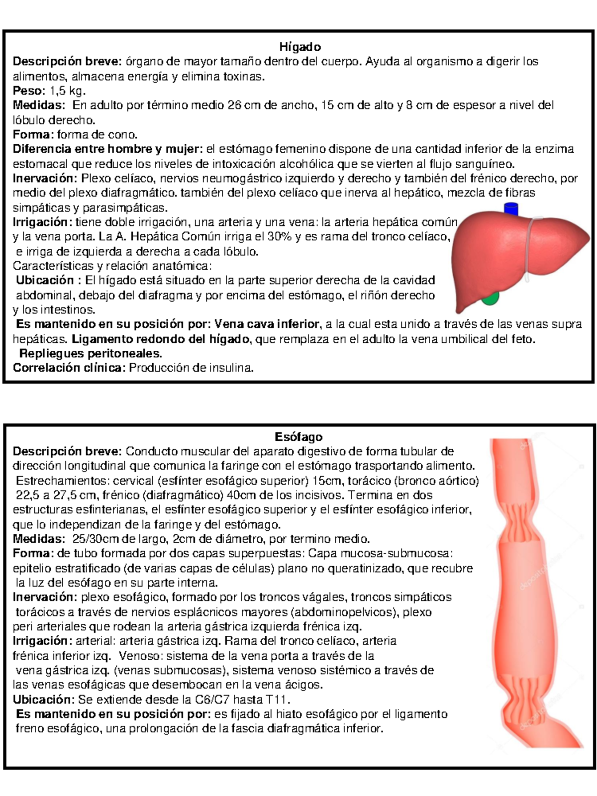 Fichas anatomia - Hígado Descripción breve: órgano de mayor tamaño ...