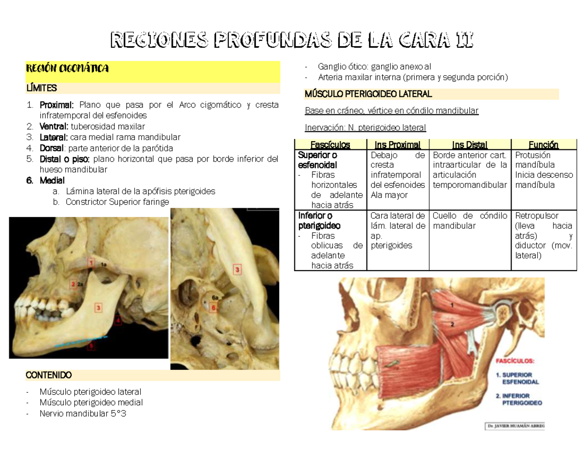 5) Regiones Profundas DE LA CARA II - REGIONES PROFUNDAS DE LA CARA II ...