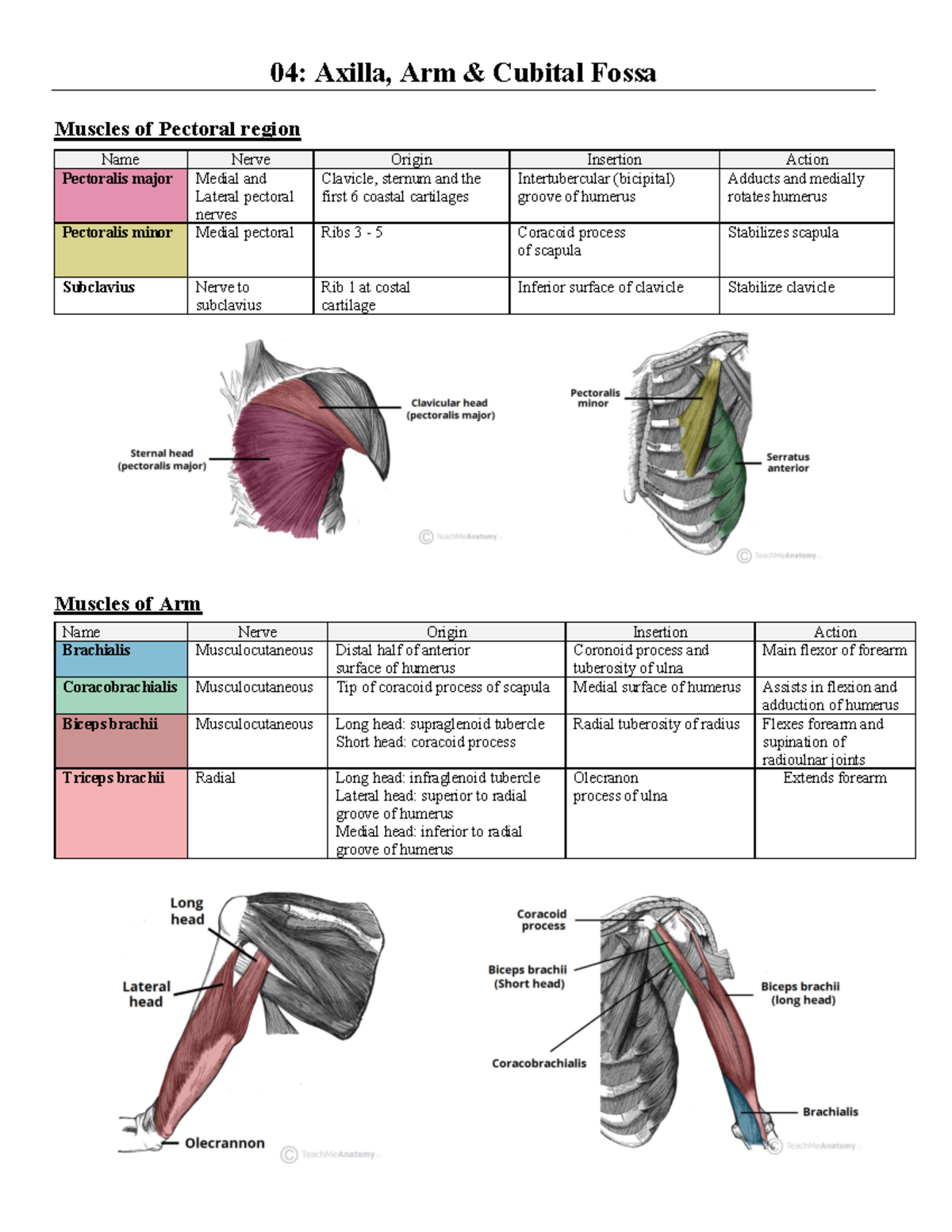 04 Axilla, Arm and Cubital Fossa TA19 - 04: Axilla, Arm & Cubital Fossa ...