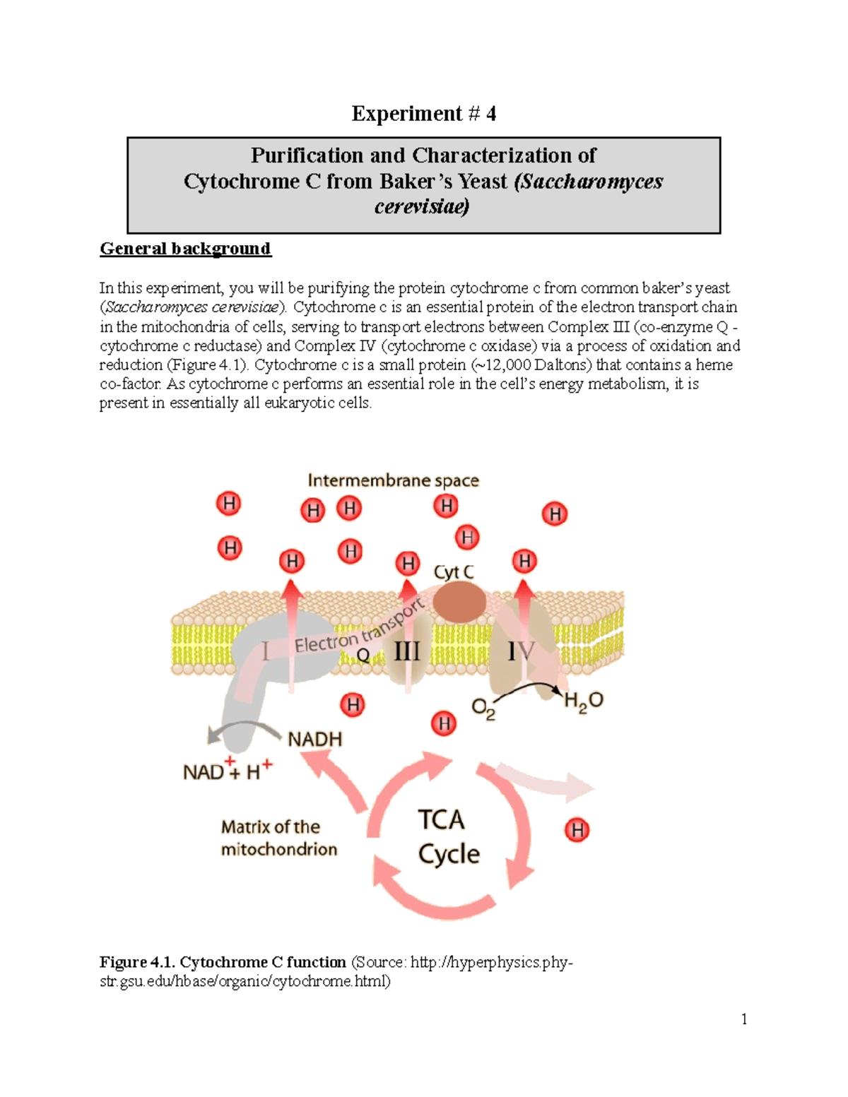 Experiment # 4 Part 1 - Yeast Cell Lysis - Experiment # 4 General ...
