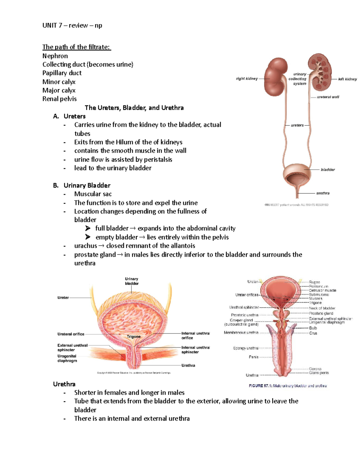 BIOL 301 - Unit 7 review 3 - abdominopelvic cavity - UNIT 7 review np ...