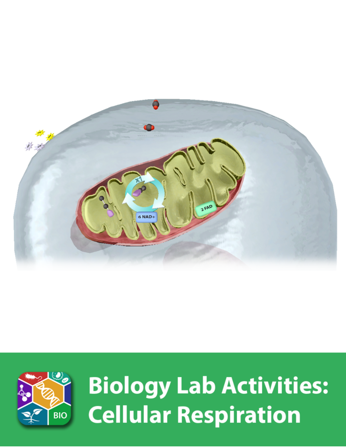 Visible-biology-site-license-lab-activities cellular-respiration ...