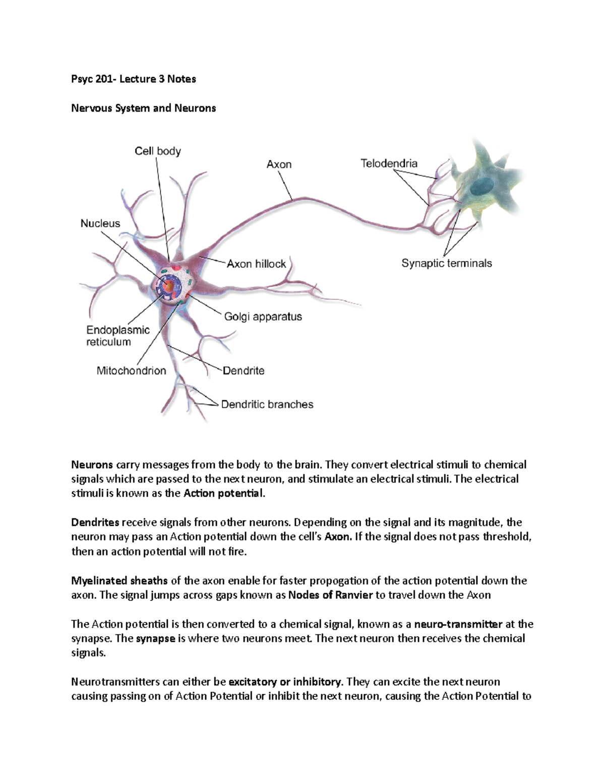Psyc 201 Lecture 3 Goes Over The Neurons And The Nervous System Psyc Lecture 3 Notes