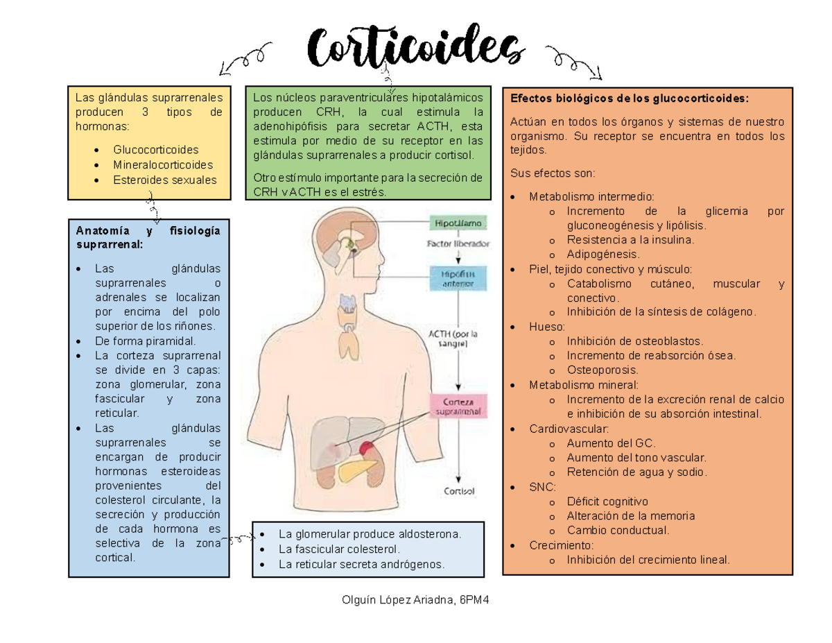 Suprarrenales- Olguín López Ariadna - Las glándulas suprarrenales ...