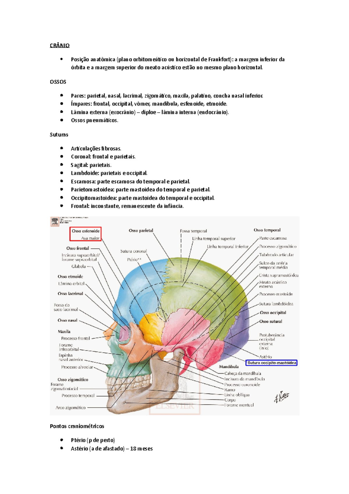 Anatomia DO Crânio E FACE - Estruturas Ósseas, Forames, Musculatura COM ...