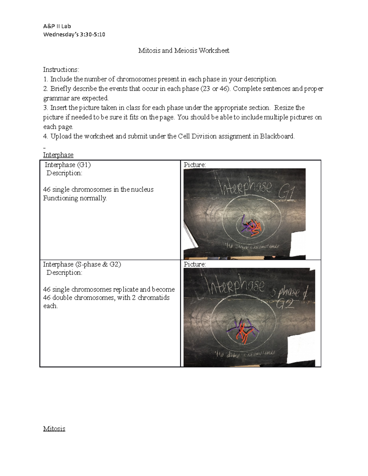 Cell Division Worksheet - II Lab Mitosis and Meiosis Worksheet ...