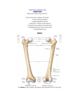 Bone Connective Tissue, Cells, Matrix - Microscopic Anatomy: Bone ...
