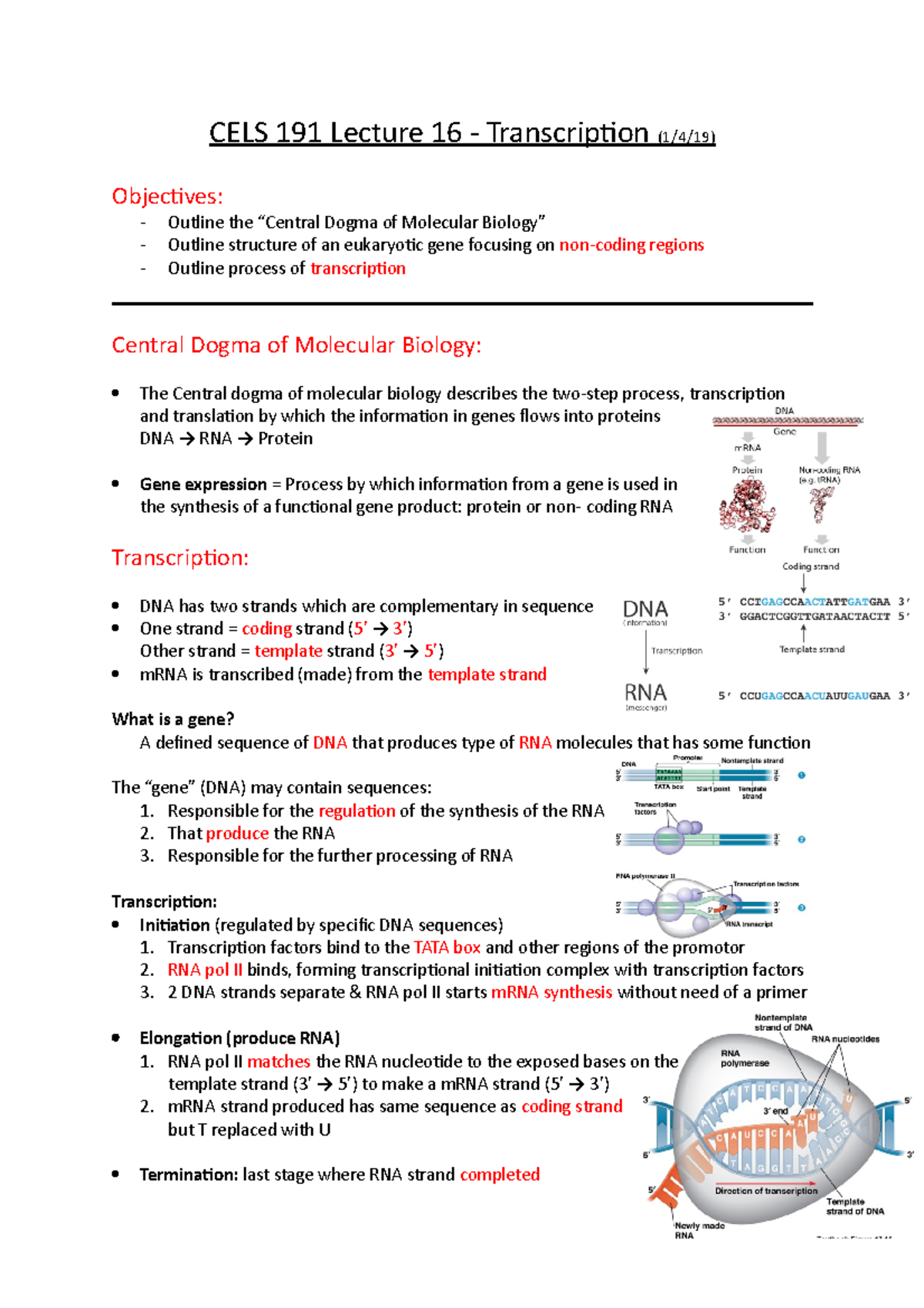 CELS 191 Lecture 16 - CELS 191 Lecture 16 - Transcription (1/4/19 ...