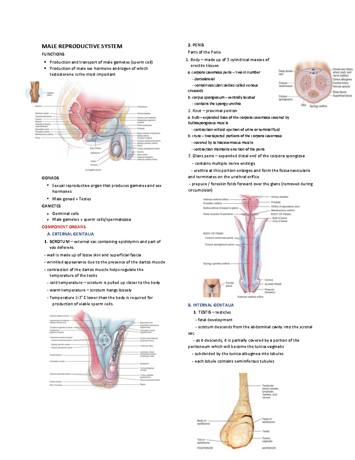 - MALE and Female Reproductive System - MALE REPRODUCTIVE SYSTEM ...