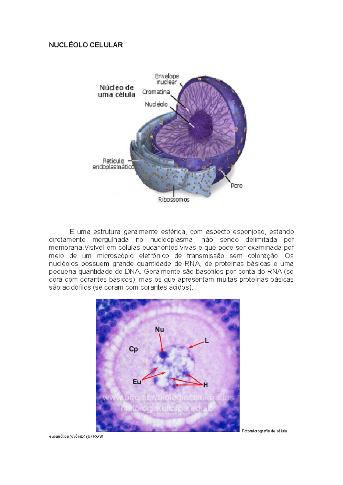 Explicação nucleo celular - NUCLÉOLO CELULAR É uma estrutura geralmente ...