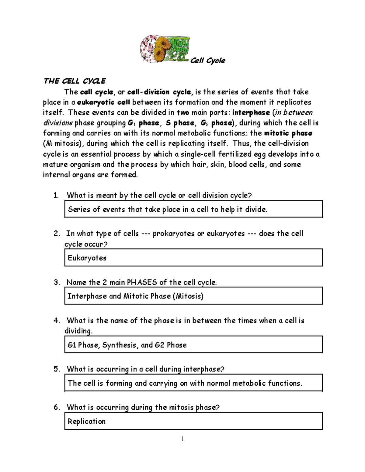 Introduction to the Cell Cycle WKST KEY - Cell Cycle THE CELL CYCLE The ...