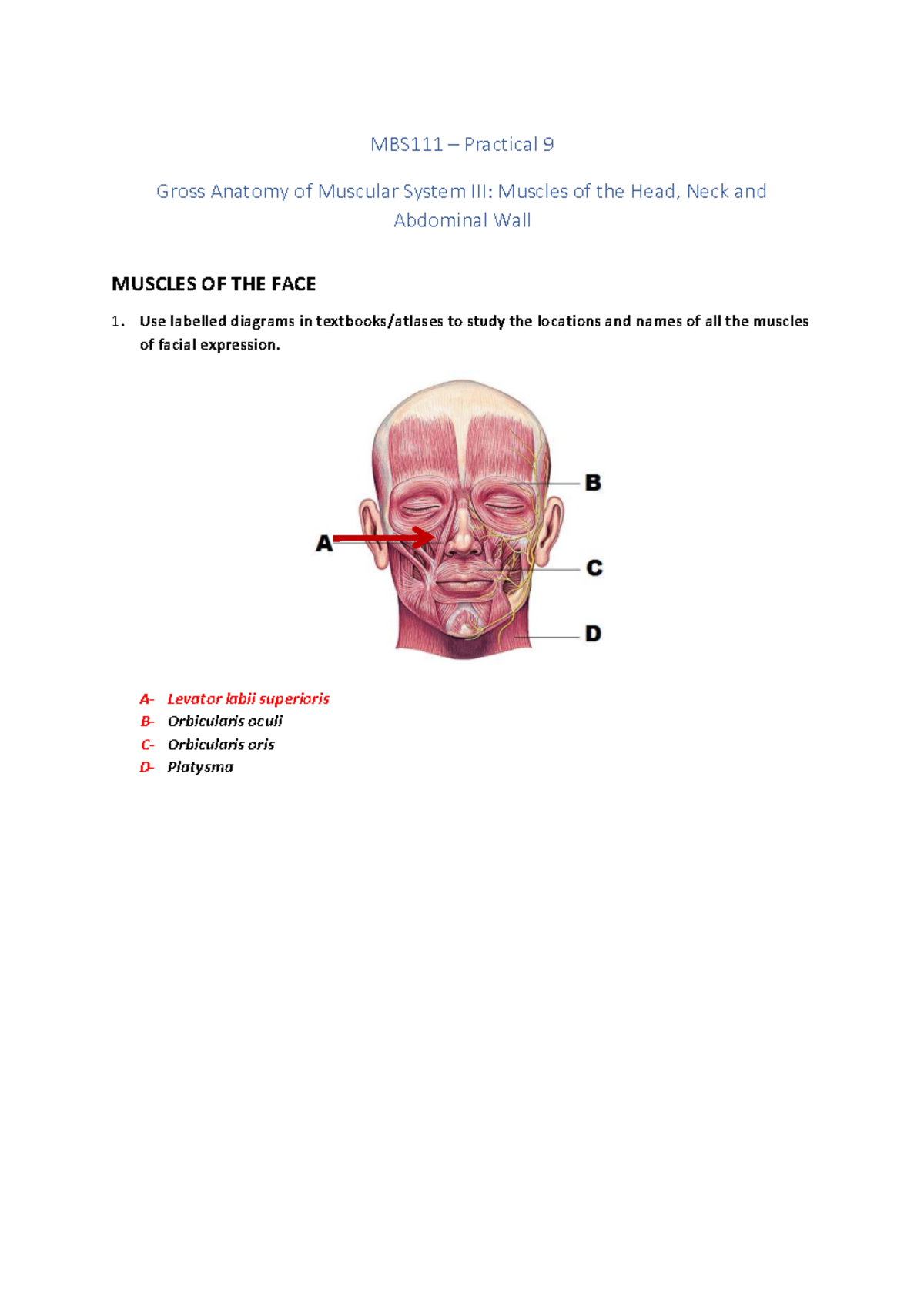 MBS111 Practical 9 MEMO - MBS111 – Practical 9 Gross Anatomy of ...