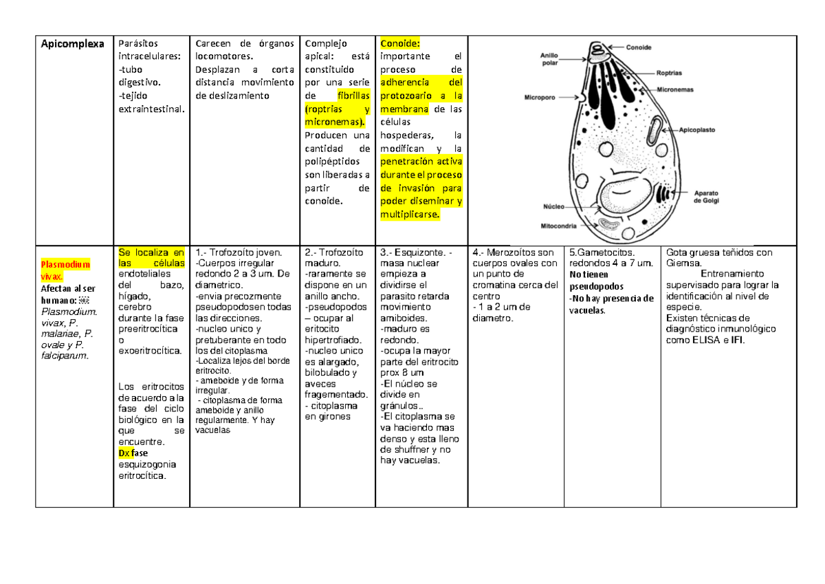 Apicomplexa - Parasitos apicomplexos - Apicomplexa Par·sitos ...