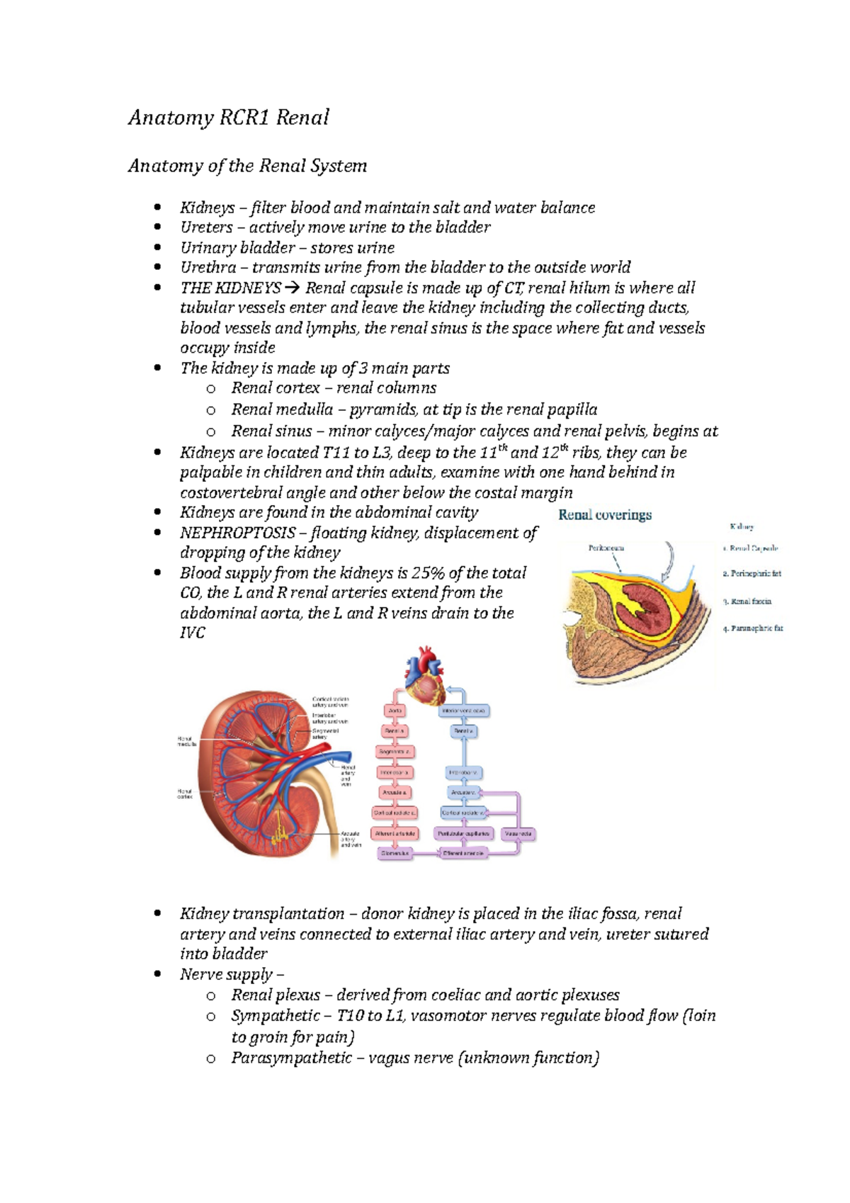 Anatomy RCR1 Renal - Lecture notes Year 1 - Anatomy RCR1 Renal Anatomy ...