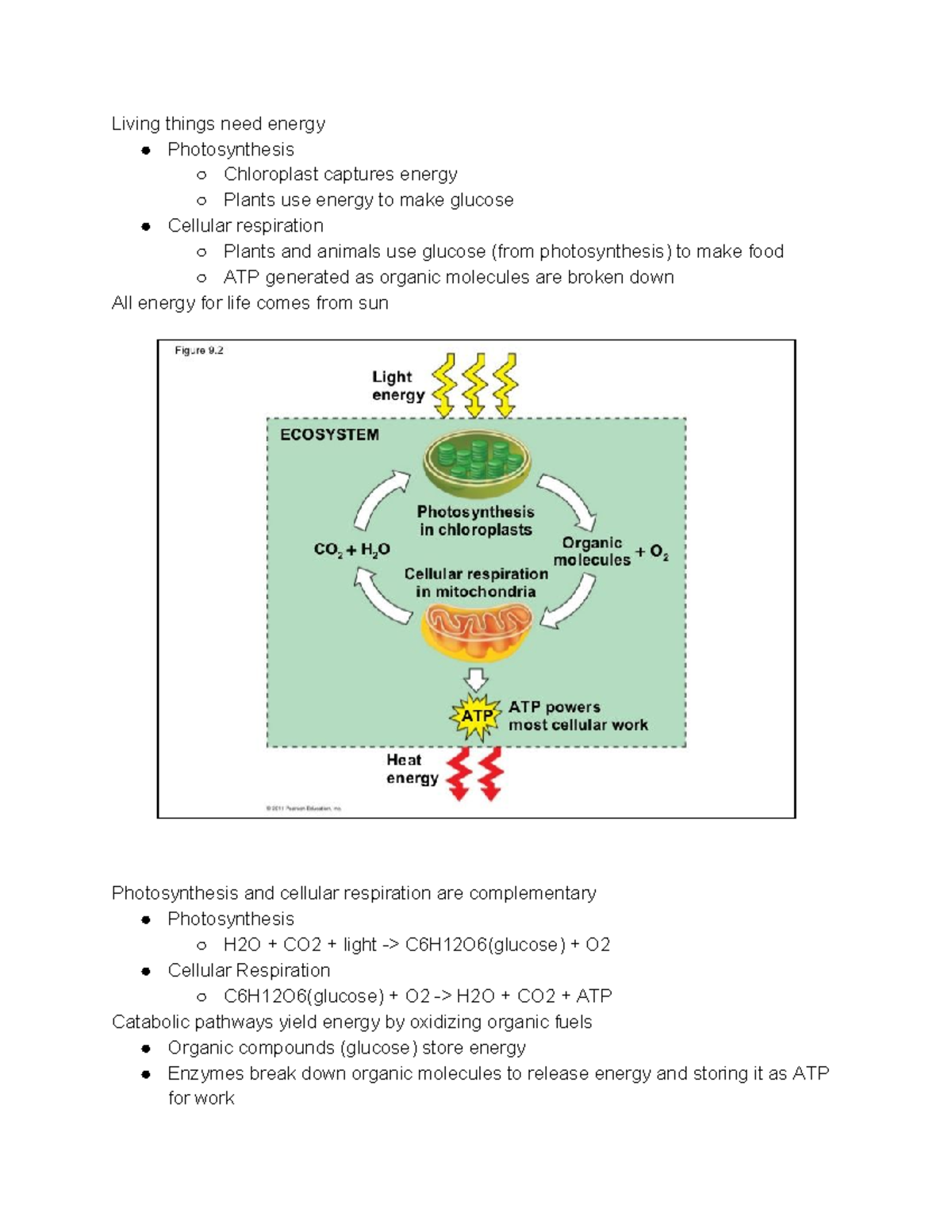 Principle of Biology I Exam 3 Notes - Living things need energy ...