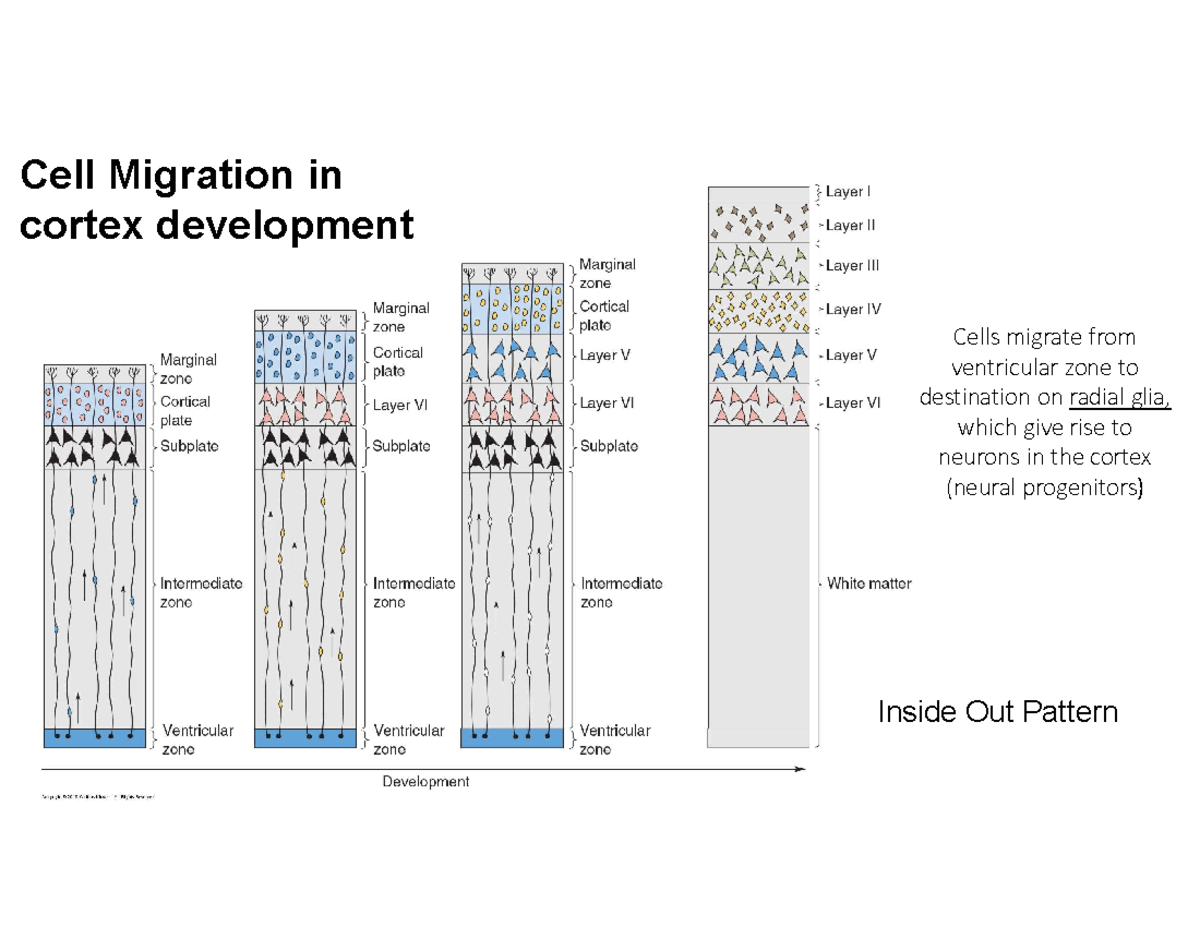 Reading and comp - ####### Cell Migration in ####### cortex development ...