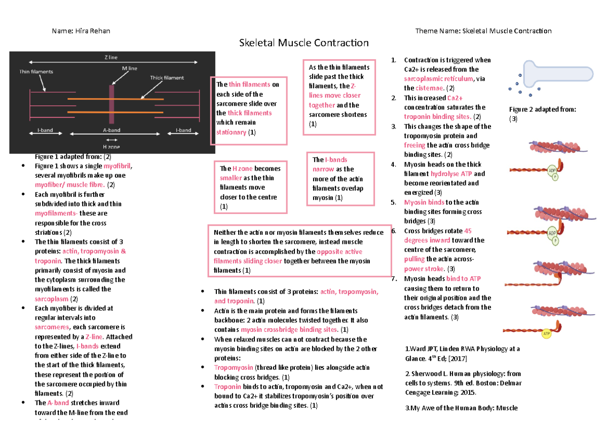 E resource 1 final - Name: Hira Rehan Theme Name: Skeletal Muscle ...