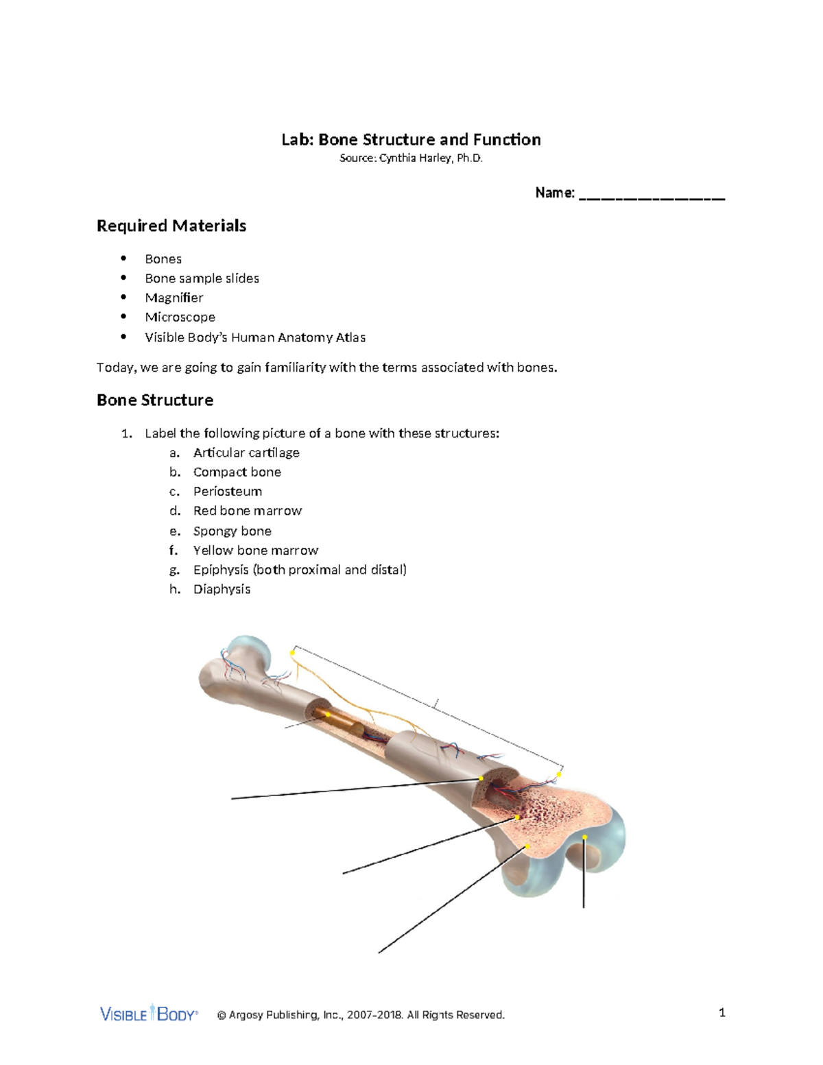 Ap worksheet bone structure function - Lab: Bone Structure and Function Source: Cynthia Harley ...