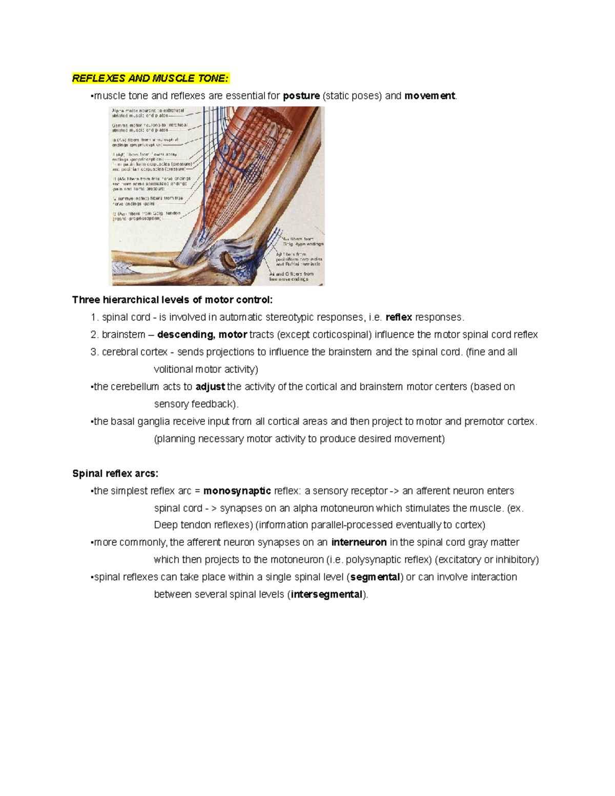 Reflexes, Muscle Tone, and Basal Ganglia as Extrapyramidal Modulators ...