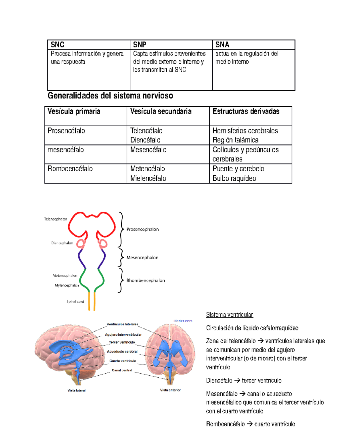 Anatomía del sistema Nervioso - SNC SNP SNA Procesa información y ...