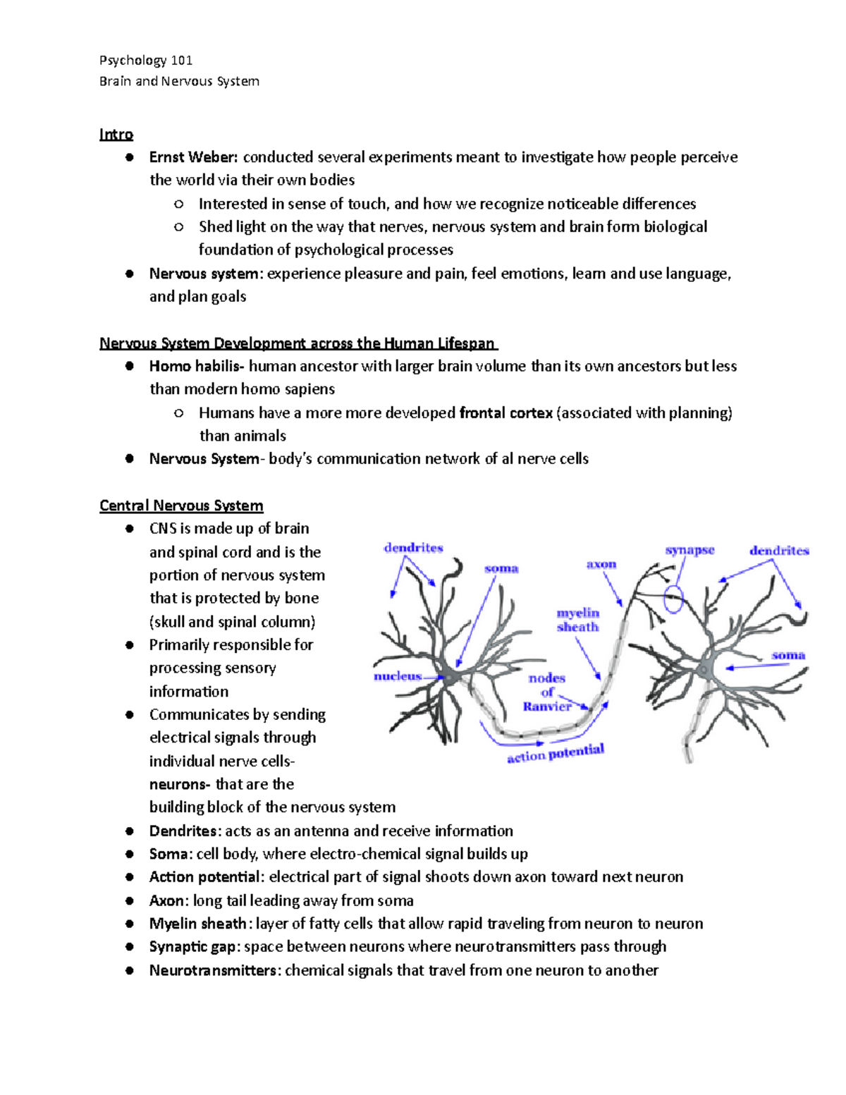 PSY 101 HW Notes #5 Brain and Nervous System Winter 23 - Psychology 101 ...