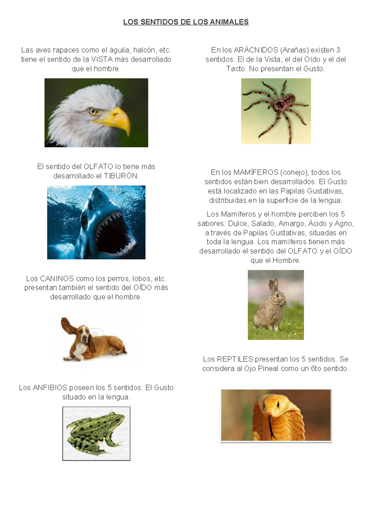 LOS Sentidos DE LOS Animales - LOS SENTIDOS DE LOS ANIMALES Las aves ...