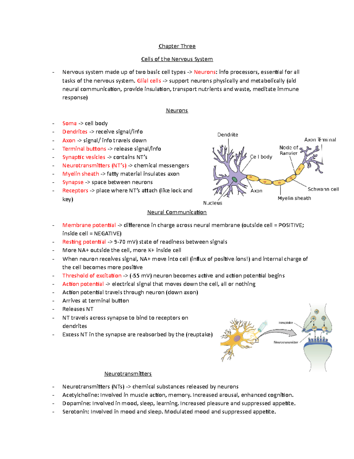 Chapter Three Psych 1000 Notes - Chapter Three Cells of the Nervous ...