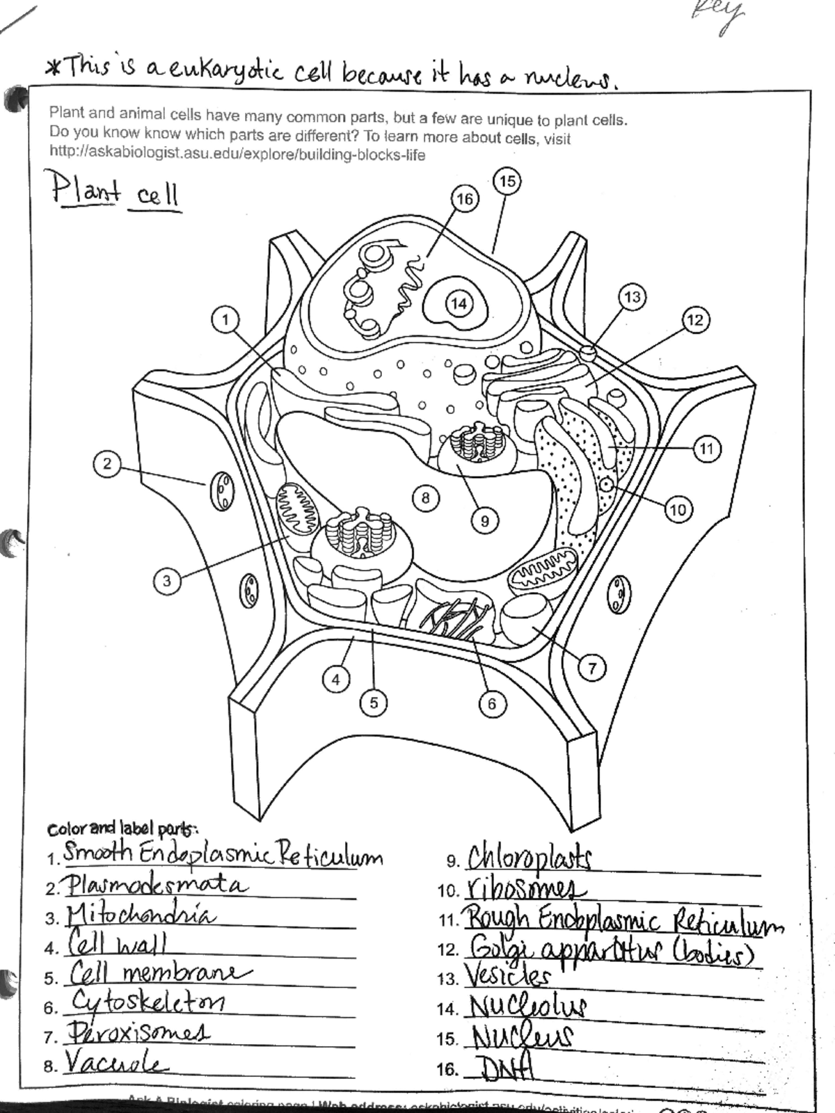 Cell Diagrams 2 - Cells worksheet - py This is a eukaryotic cell ...