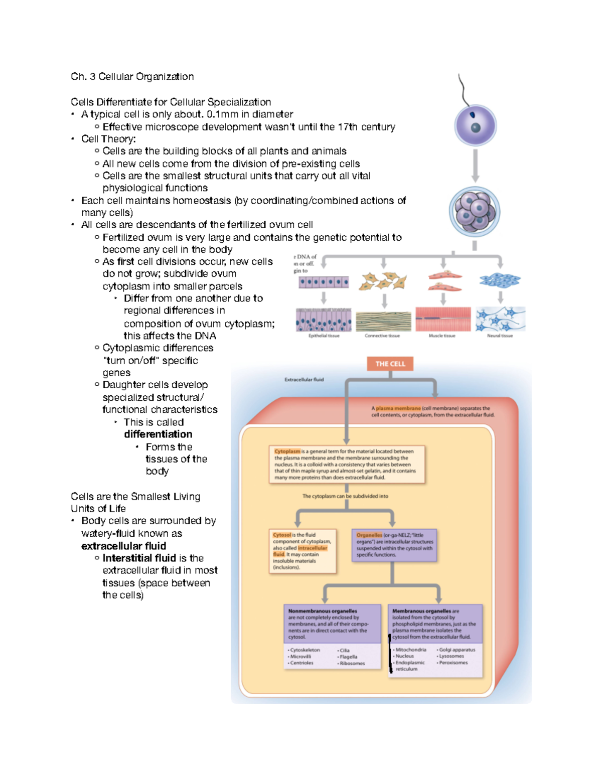 Ch. 3 Cellular Organization - Ch. 3 Cellular Organization Cells for ...