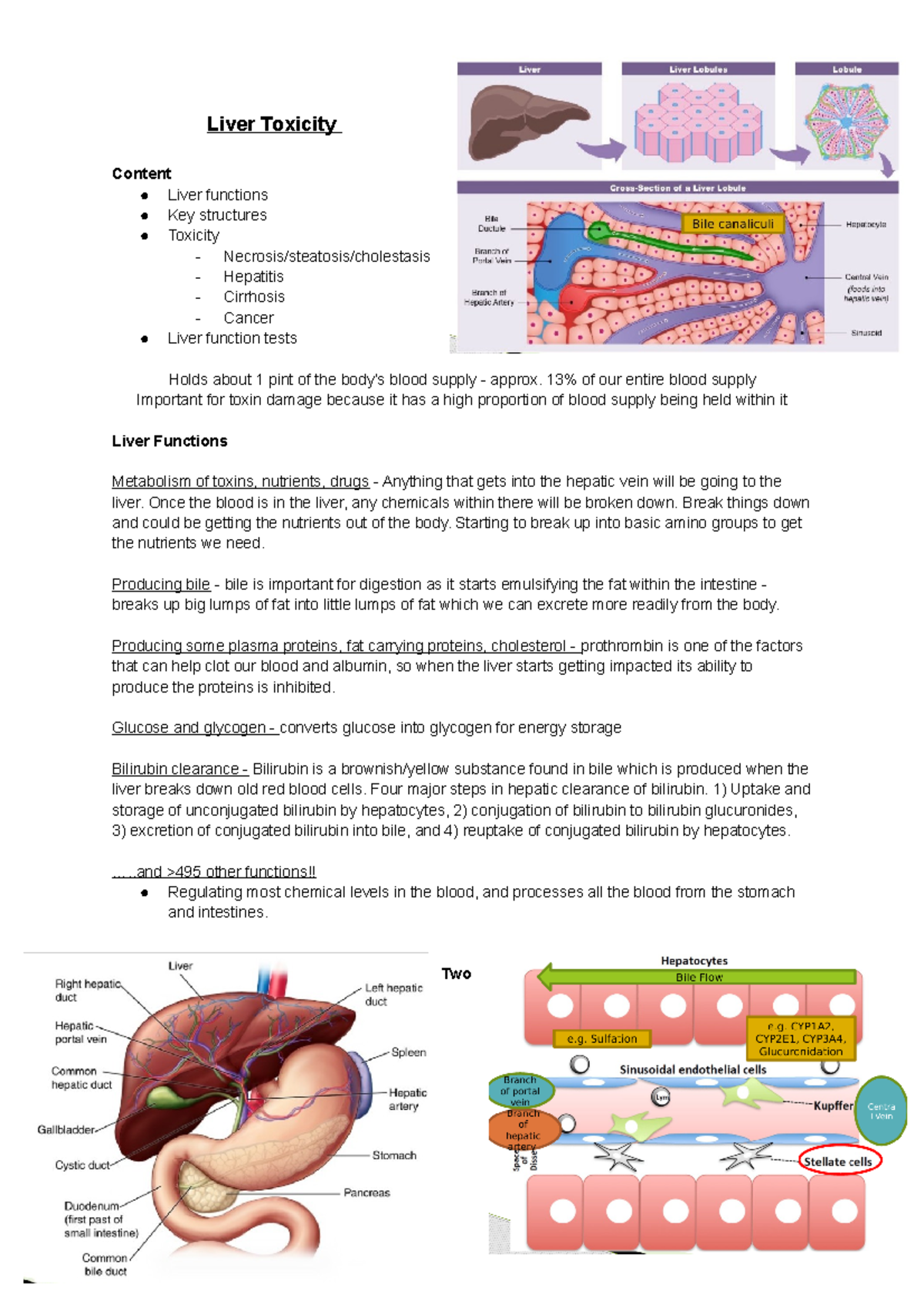 Toxicology, liver toxicity- Liver Functions, blood in the liver, Liver ...