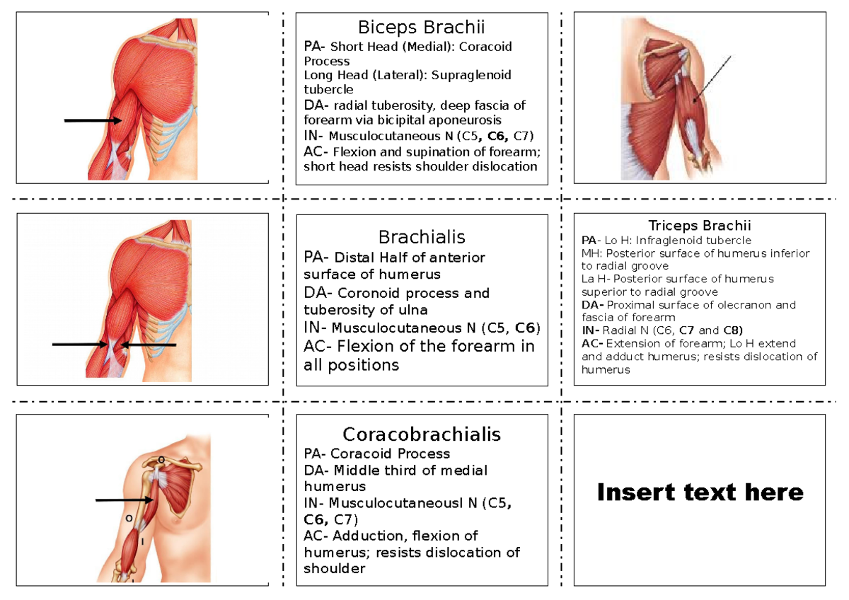 Anatomy Flash Card 5 - Biceps Brachii PA- Short Head (Medial): Coracoid ...