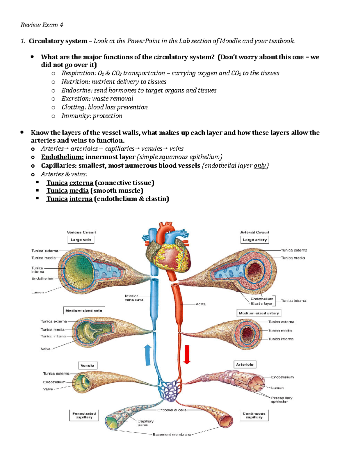 Updated Review Exam 4 - Review Exam 4 1. Circulatory system Look at the ...