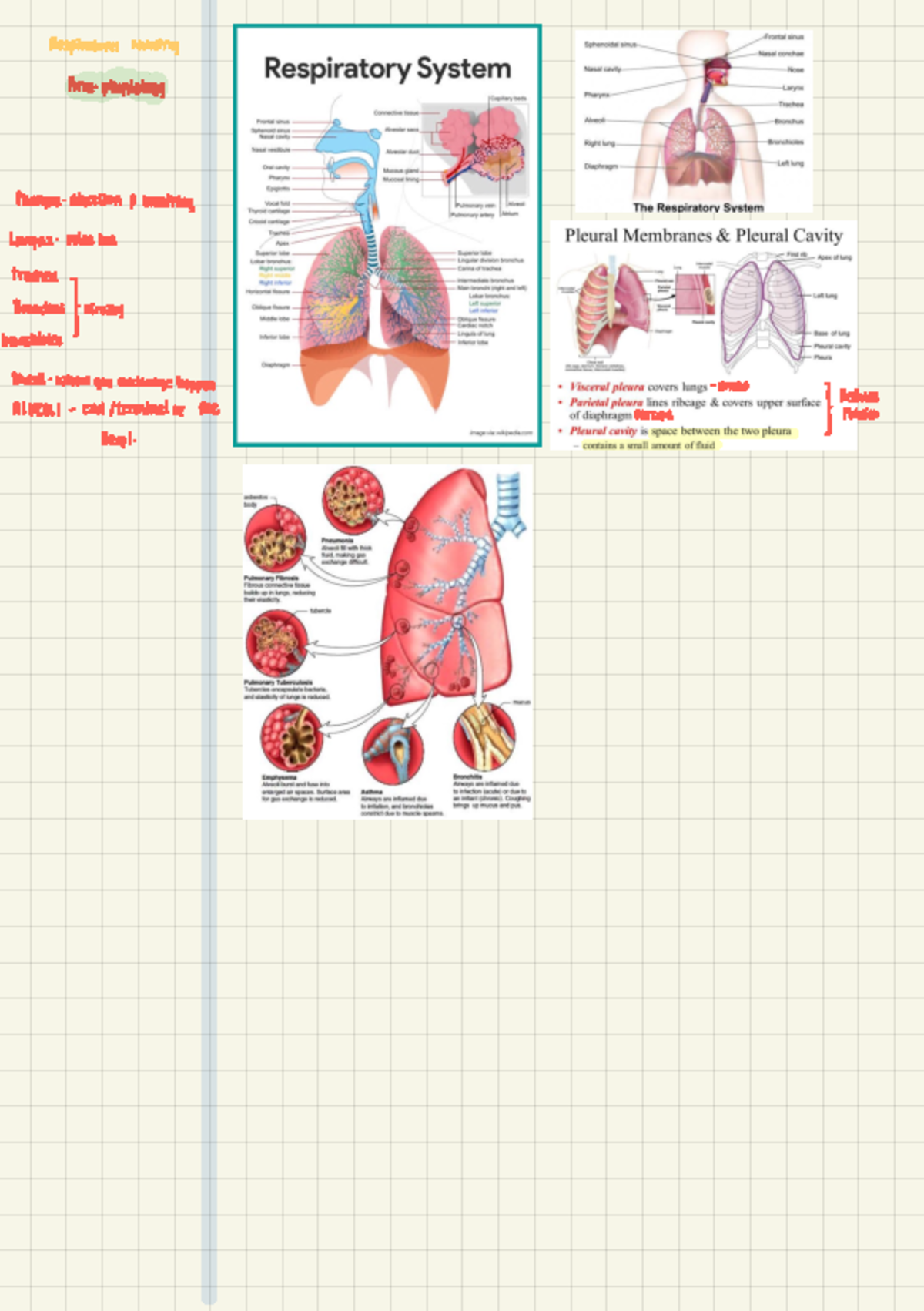 Respiratory System (Nursing Management, disorders, pathophysiology ...