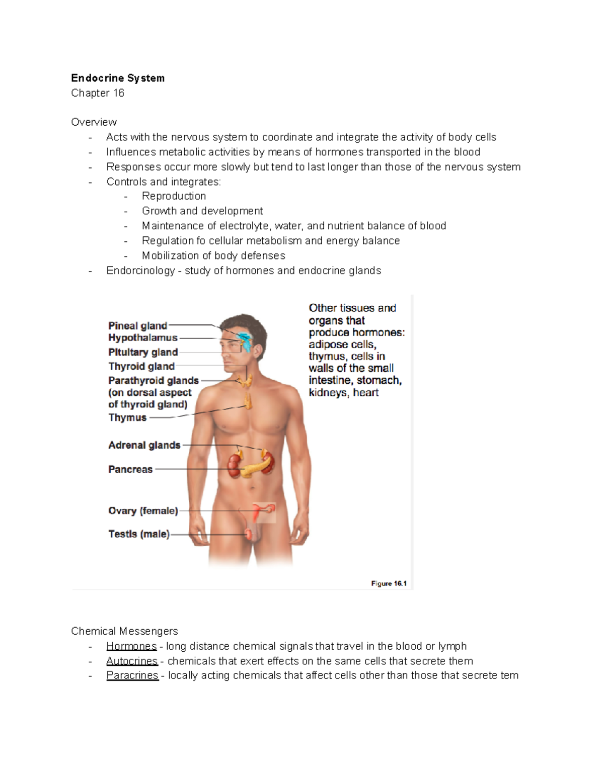 KAAP 310 Chpt 16 - Endocrine System - Endocrine System Chapter 16 ...