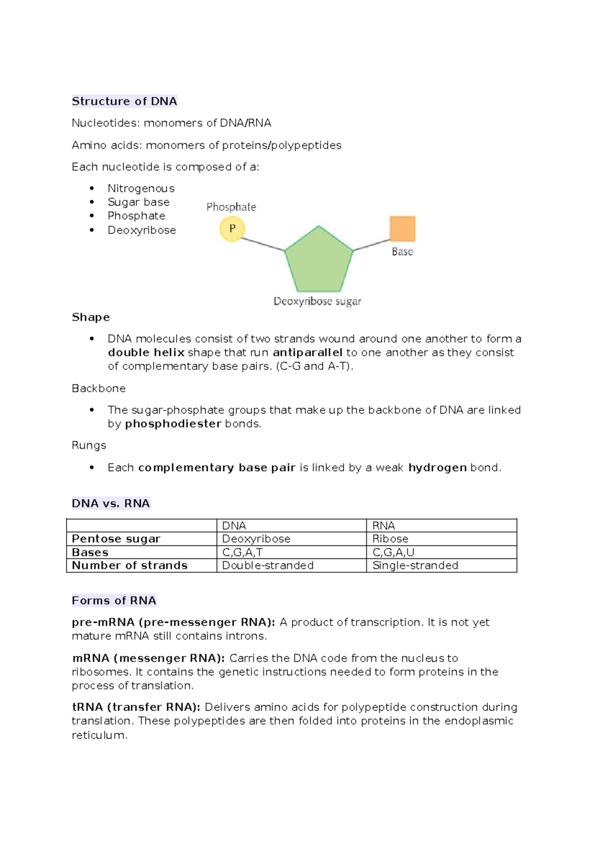 DNA & Protein Synthesis Notes - Structure of DNA Nucleotides: monomers ...