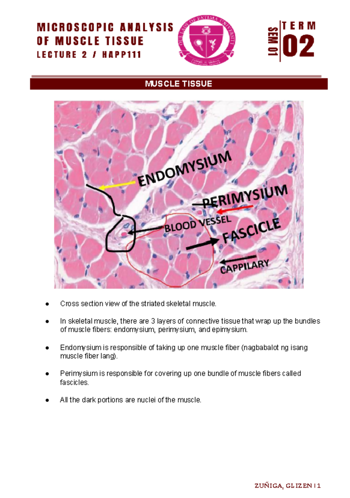 Lecture 2 Microscopic Analysis OF Muscle Tissue - MUSCLE TISSUE Cross ...
