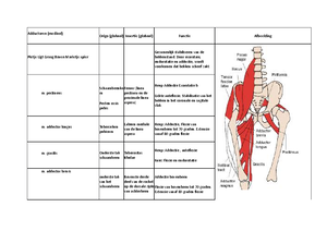 Klinisch onderzoek heup - Klinisch onderzoek: De heup Algemeen ...