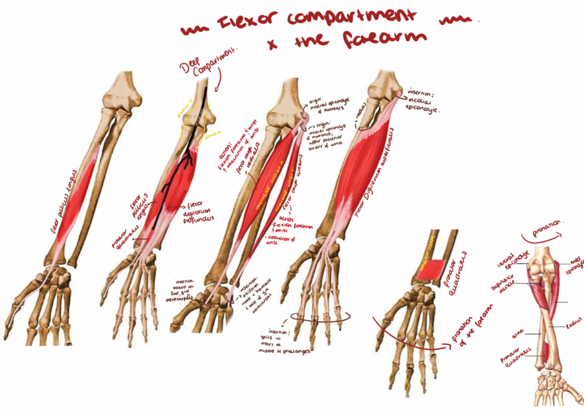 Flexor Compartment of the Arm - MHS1101 - Studocu