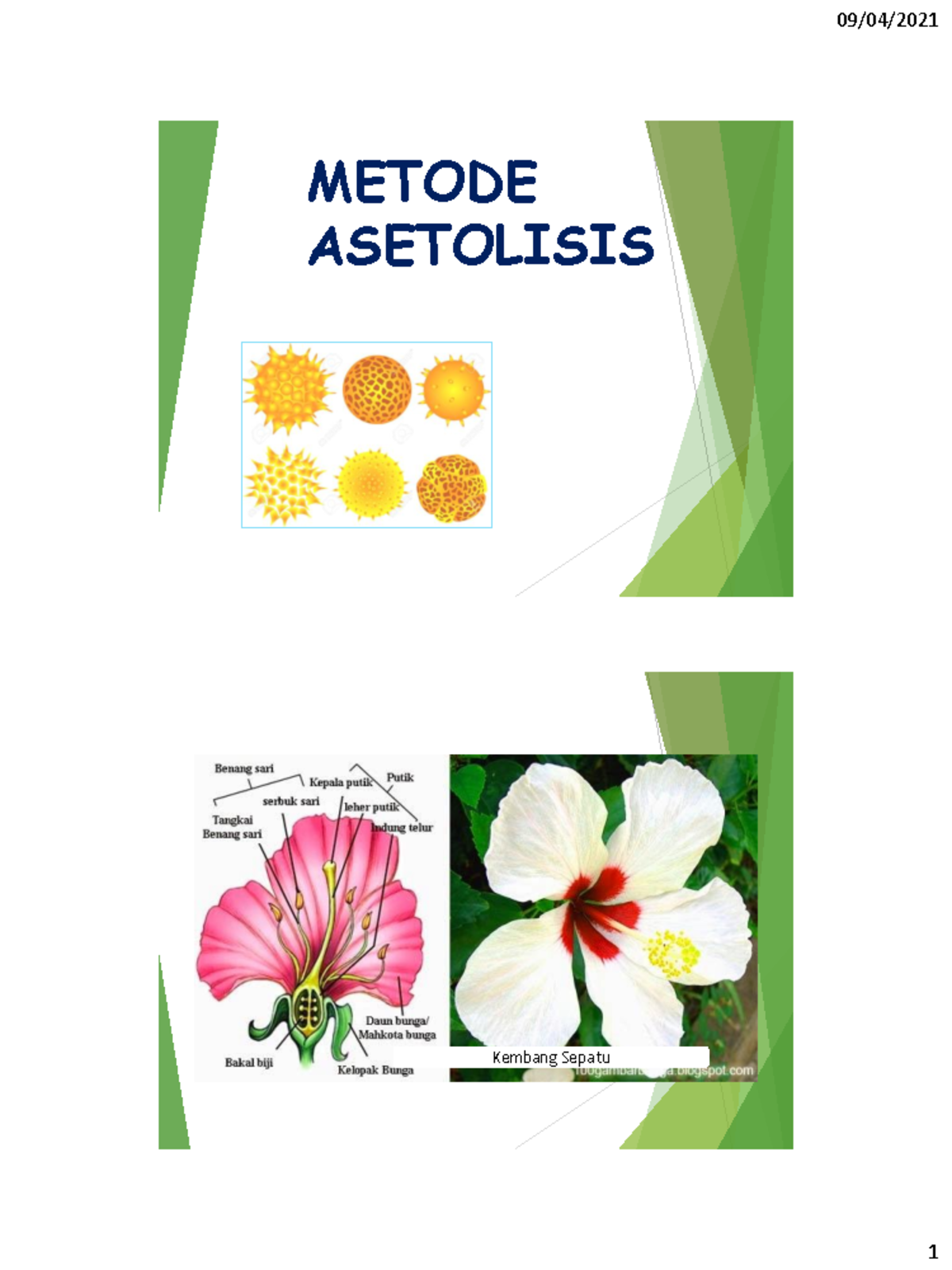 07. Metode Asetolisis, Squash dan Whole Mount Genap 2020 2021 - METODE ...