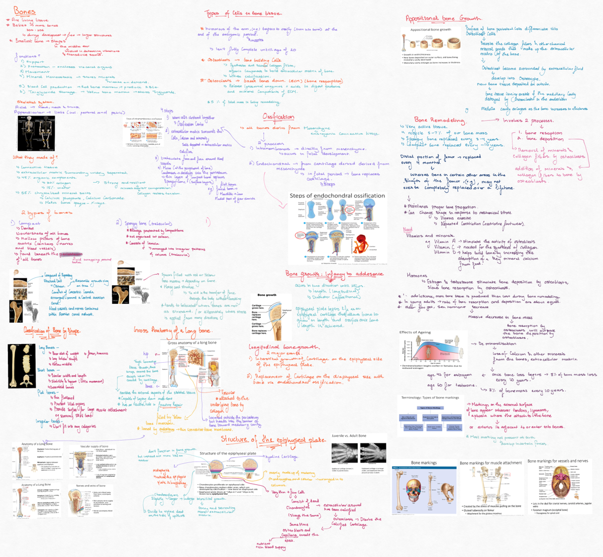 Skeletal System Mind Map ANAT20006 Studocu